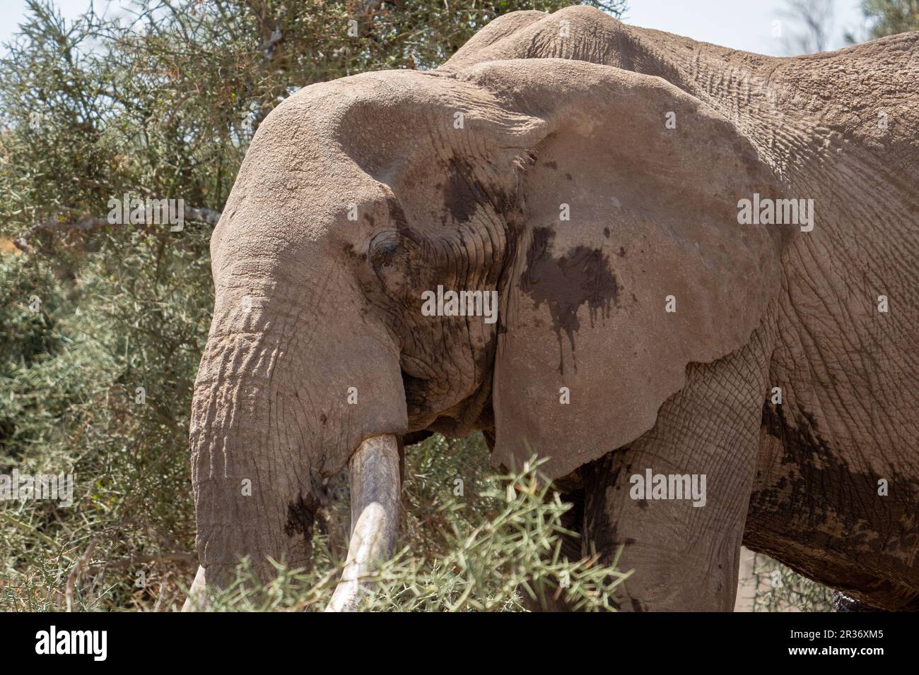Super tusker African elephant (Loxodonta africana), Craig in his natural habitat. Near Amboseli ...
