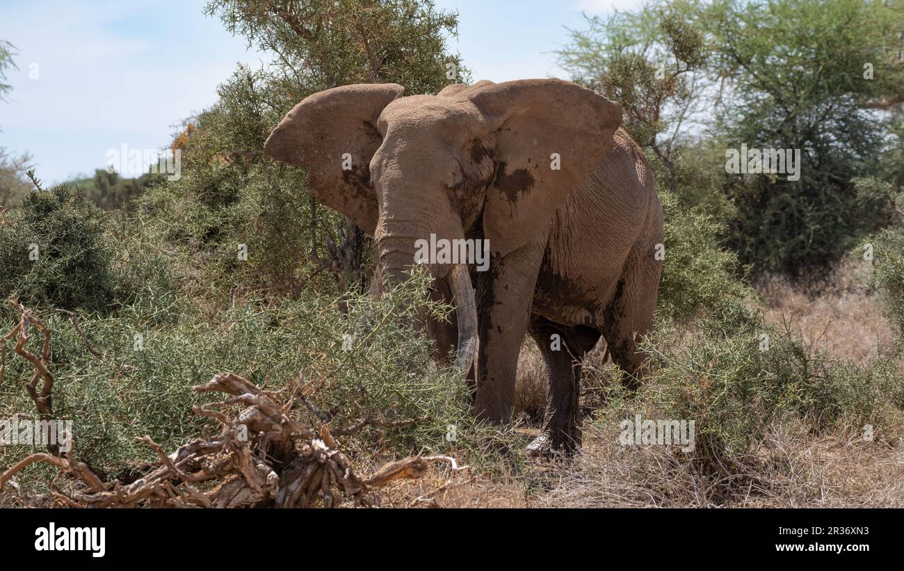 Super tusker African elephant (Loxodonta africana), Craig in his natural habitat. Near Amboseli ...