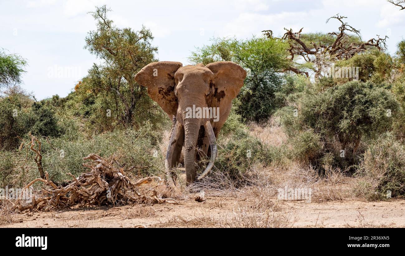 Super tuskers hi-res stock photography and images - Alamy