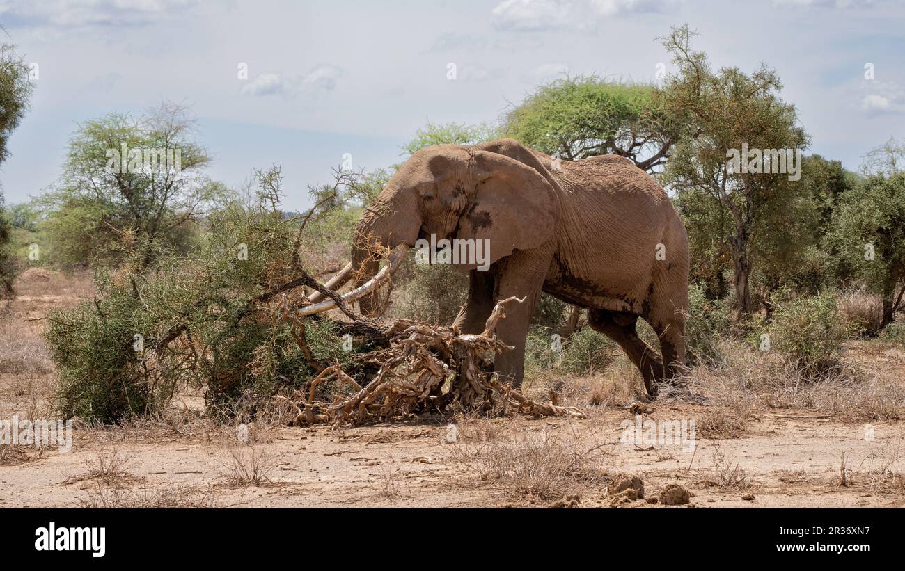 Super tusker African elephant (Loxodonta africana), Craig in his ...