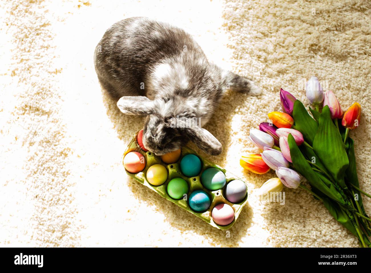 Easter rabbit in the room Stock Photo - Alamy