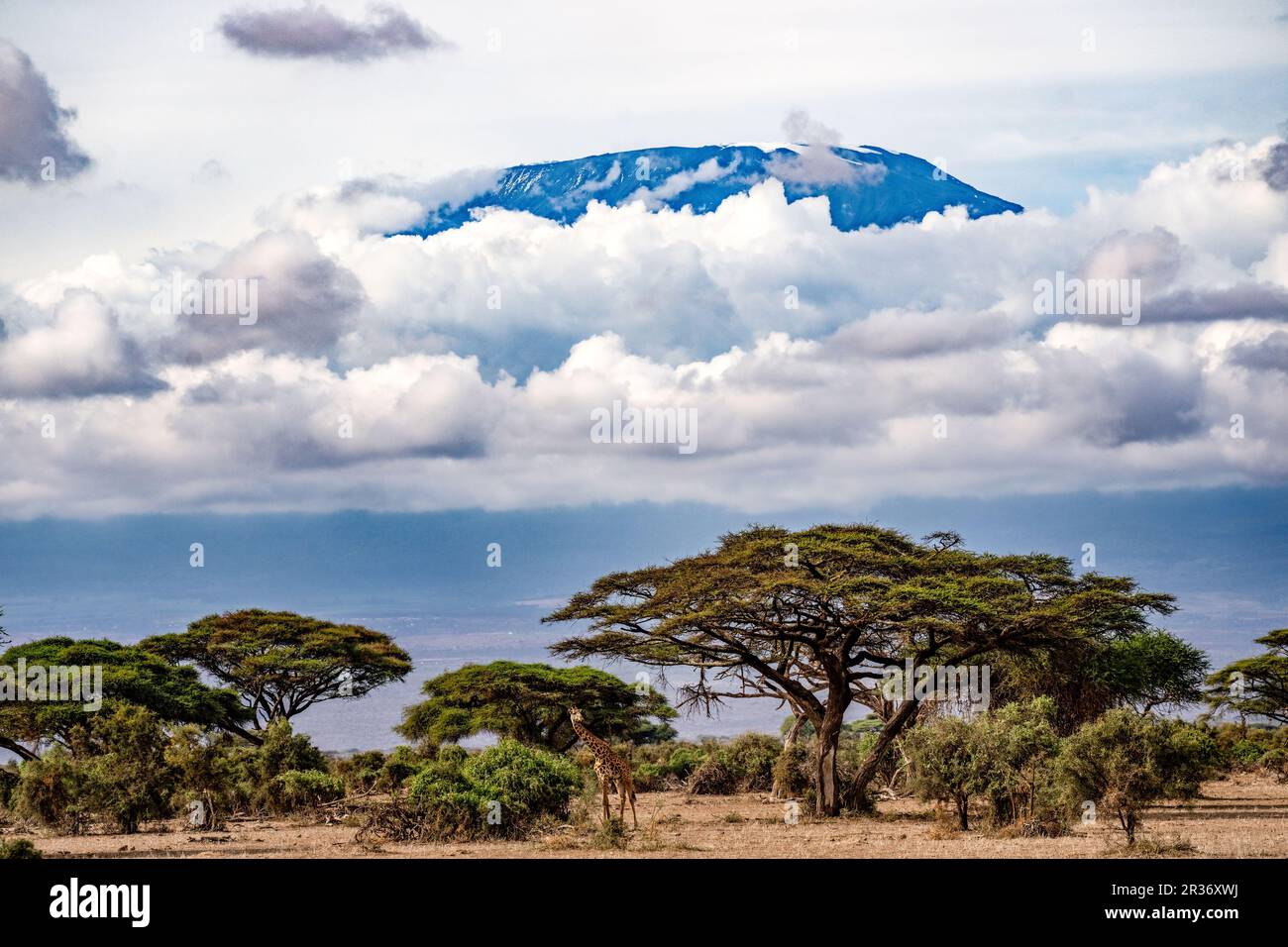 View of Mt Kilimanjaro with giraffe under an acacia tree from Amboseli ... View of Mt Kilimanjaro with giraffe under an acacia tree from Amboseli ...