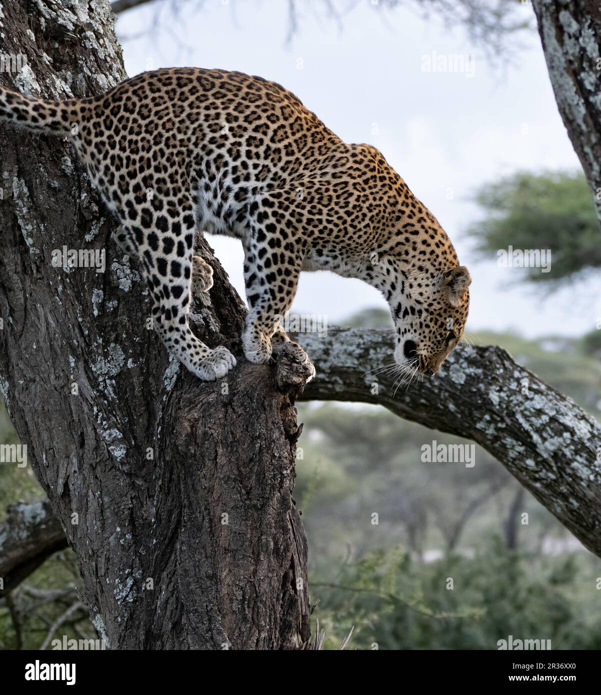 African Leopard (Panthera pardus) climbing down from a tree branch to ...