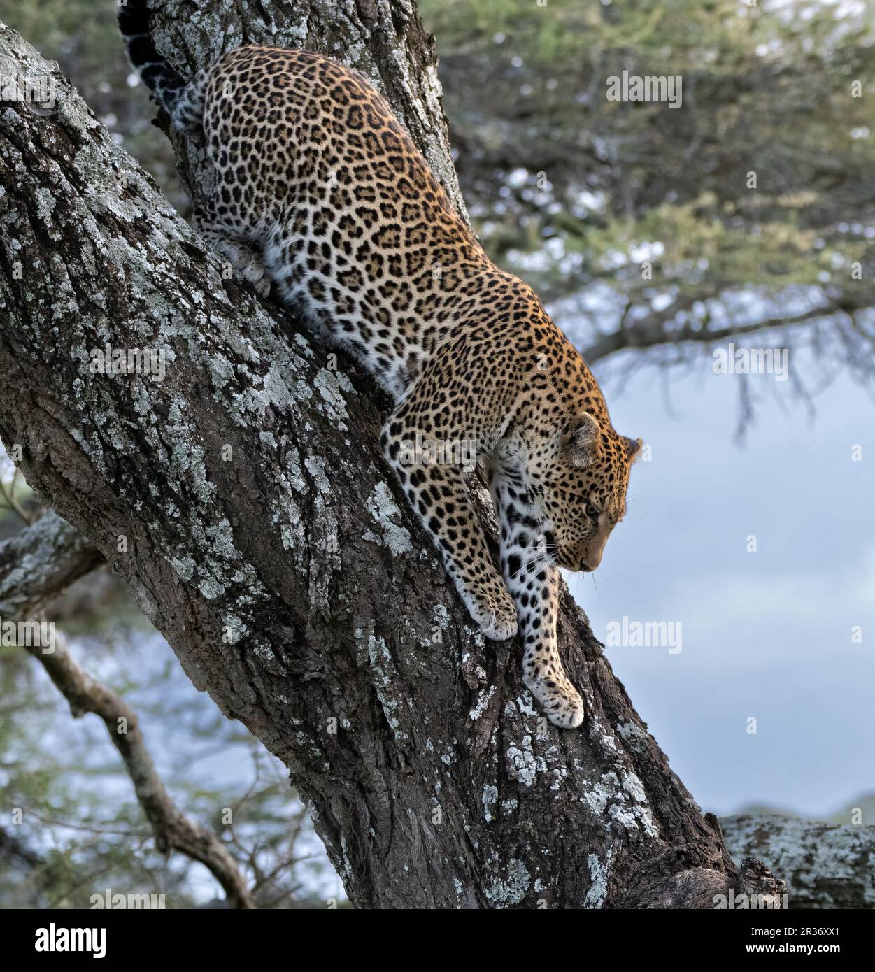 African Leopard (Panthera pardus) climbing down from a tree branch to ...