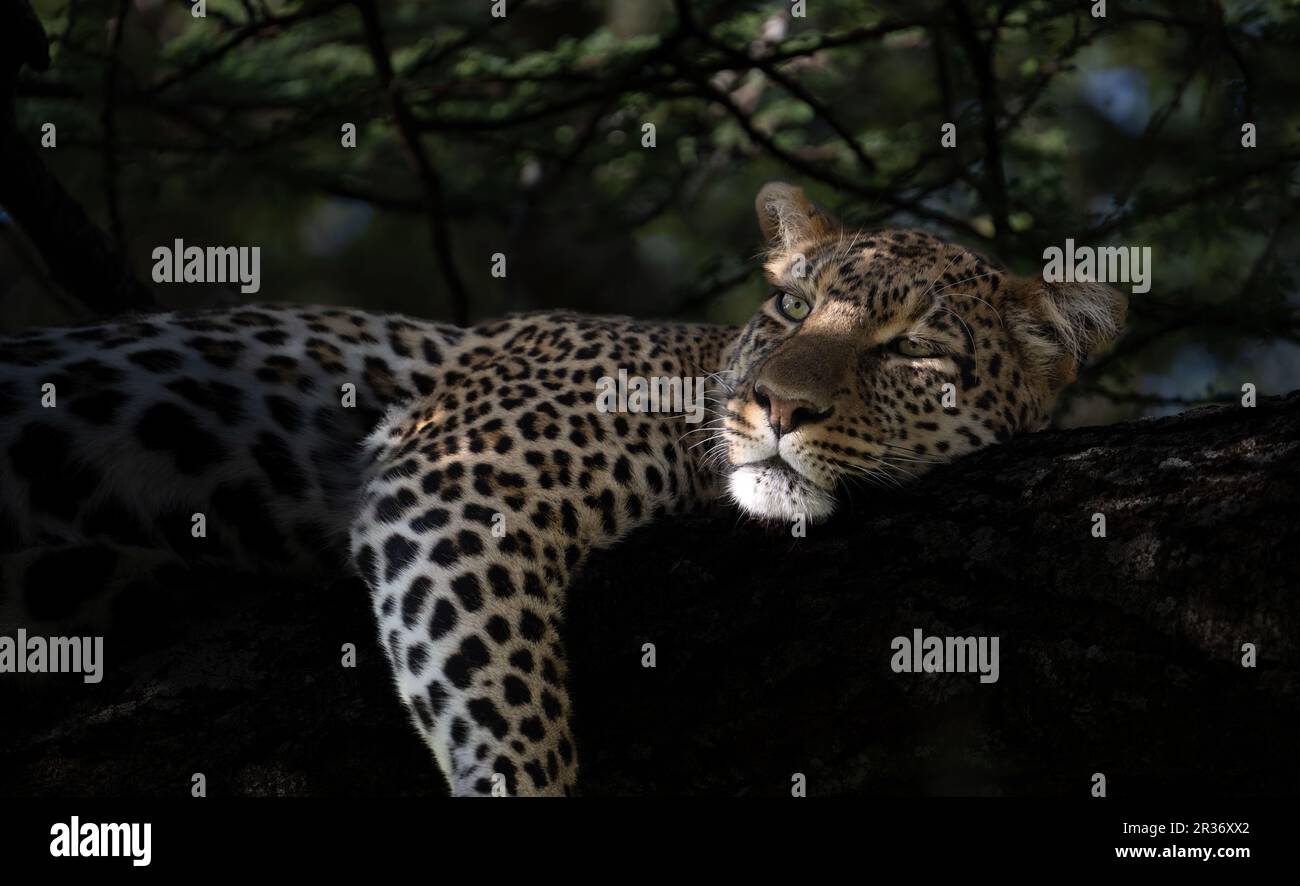 Sleepy African leopard lazing on a tree branch. Ndutu Region, Serengeti ...