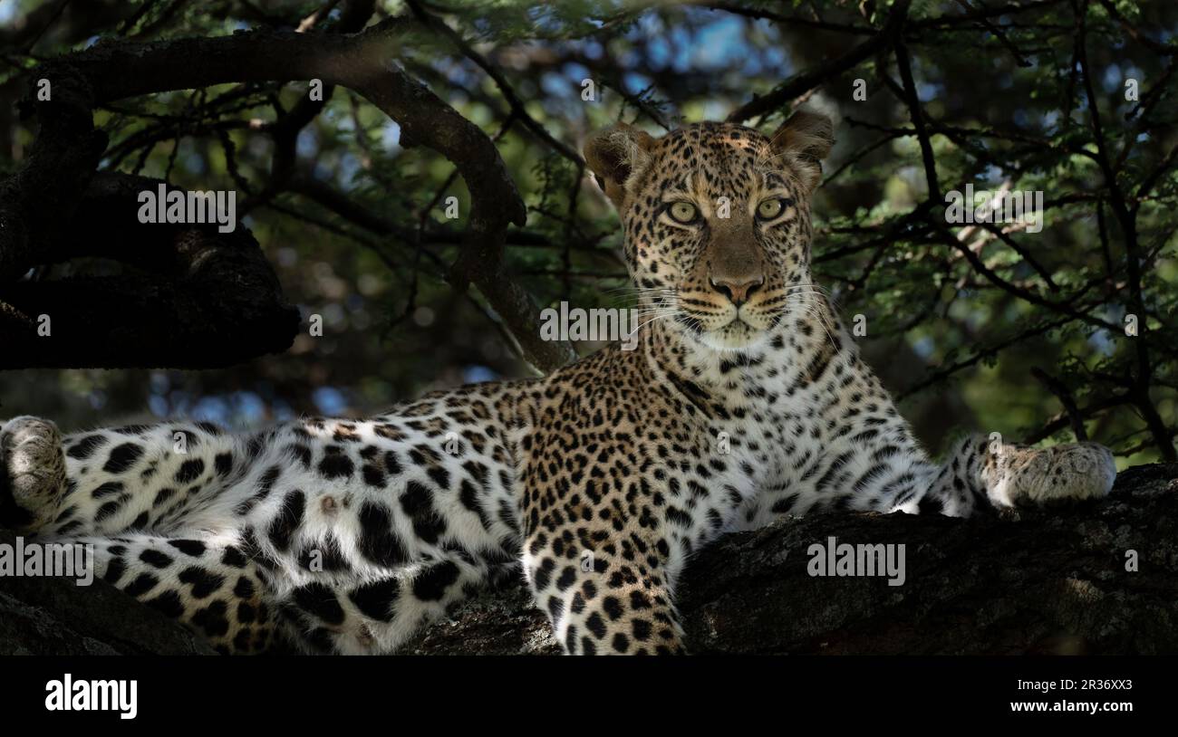 Alert African Leopard (Panthera pardus) gazing from a tree branch ...