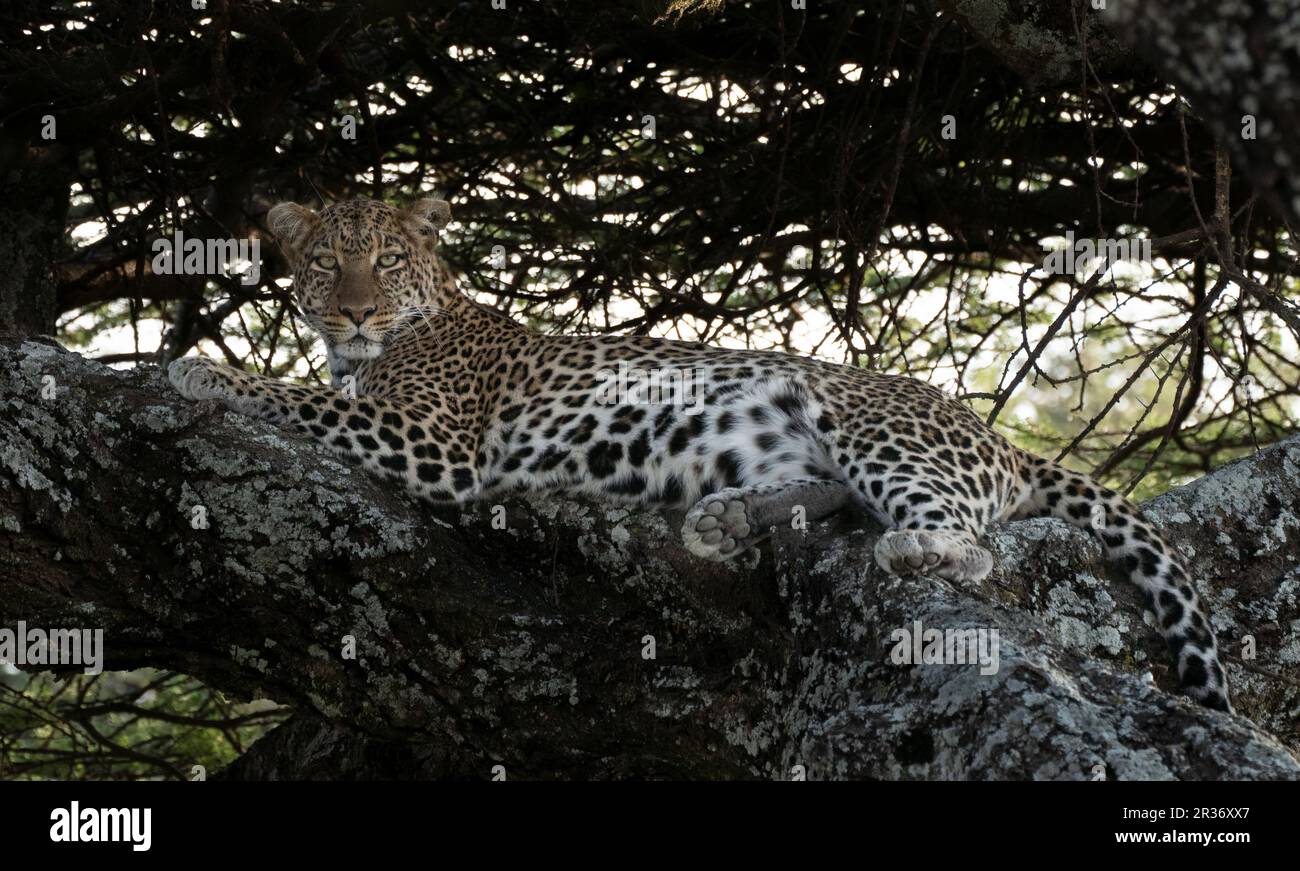 Alert African Leopard (Panthera pardus) gazing from a tree branch ...
