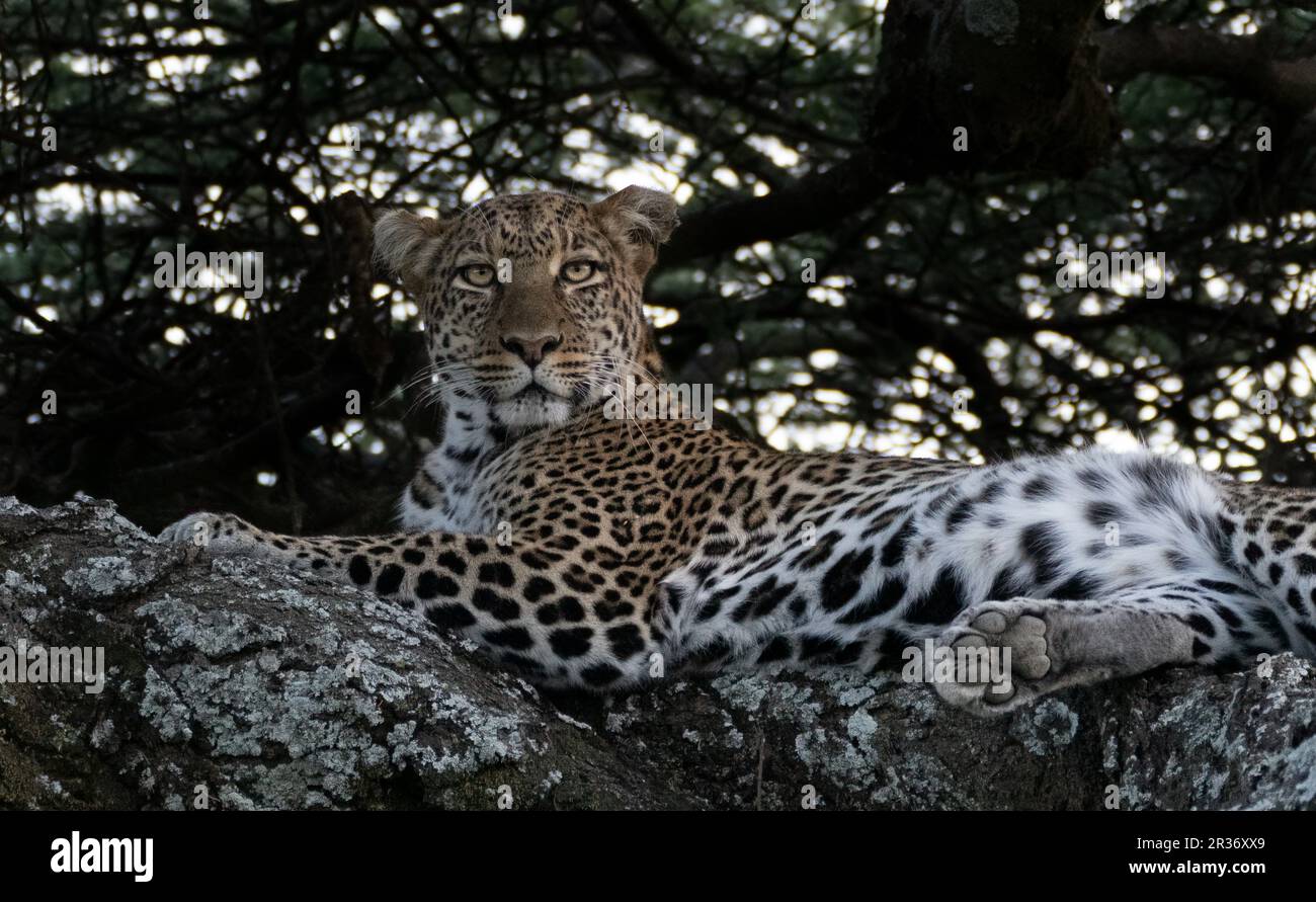 Alert African Leopard (Panthera pardus) gazing from a tree branch ...