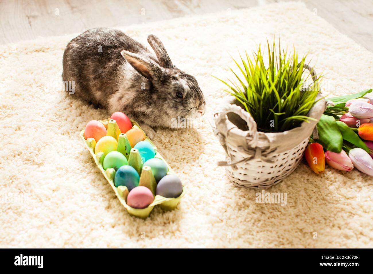 White rabbit in cage home hi-res stock photography and images - Alamy