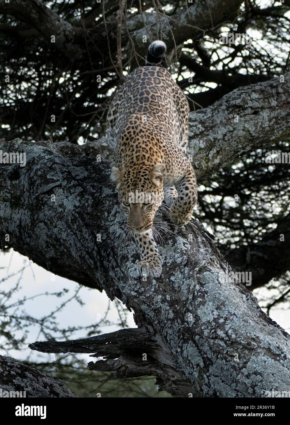 African Leopard (Panthera pardus) climbing down from a tree branch to ...
