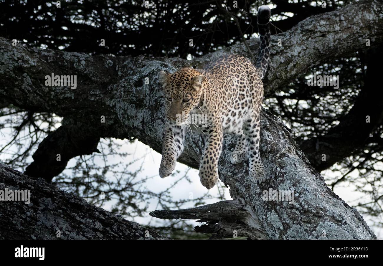 African leopard (Panthera pardus) mid jump, while climbing down from a ...
