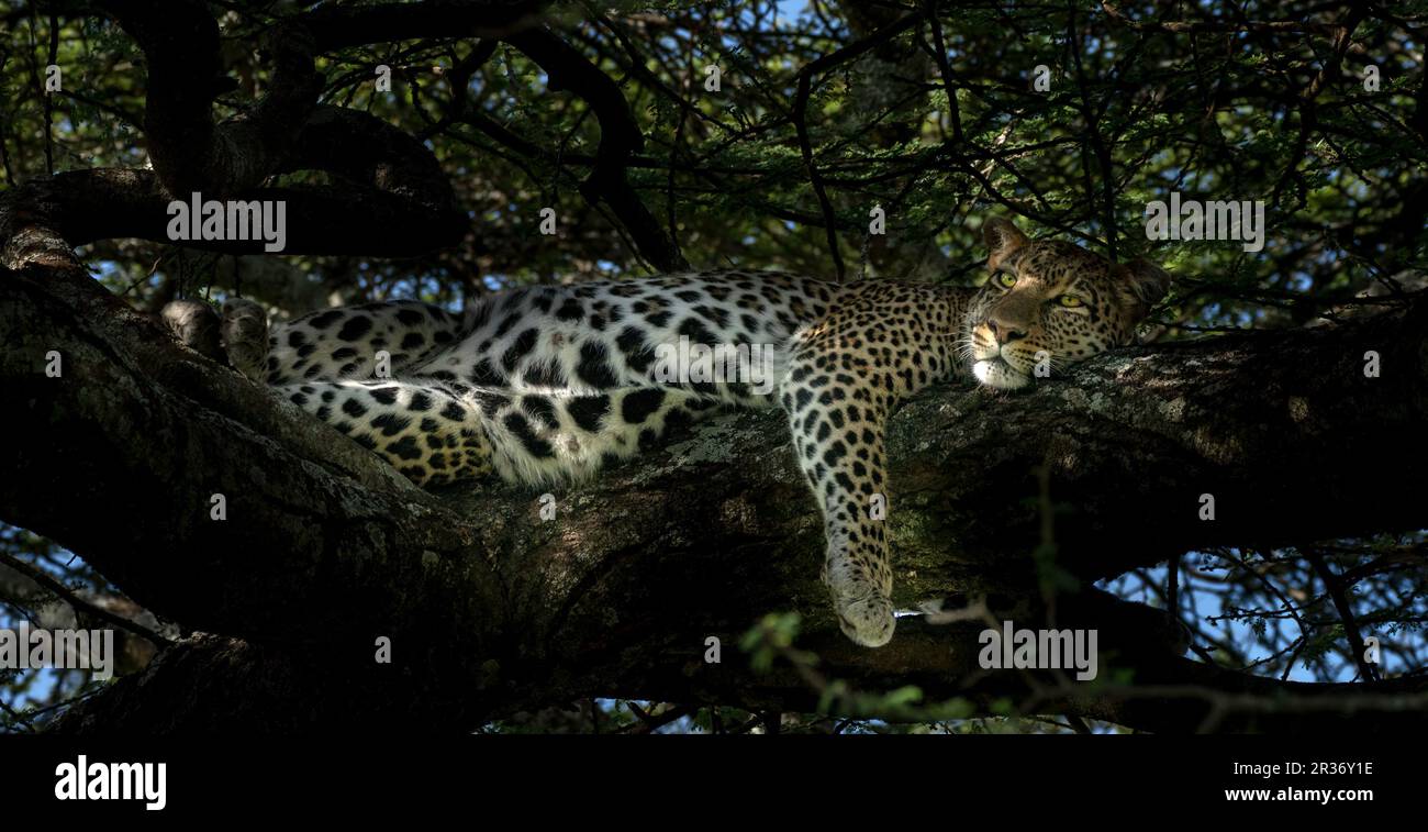 Sleepy African leopard lazing on a tree branch. Ndutu Region, Serengeti National Park, Tanzania ...