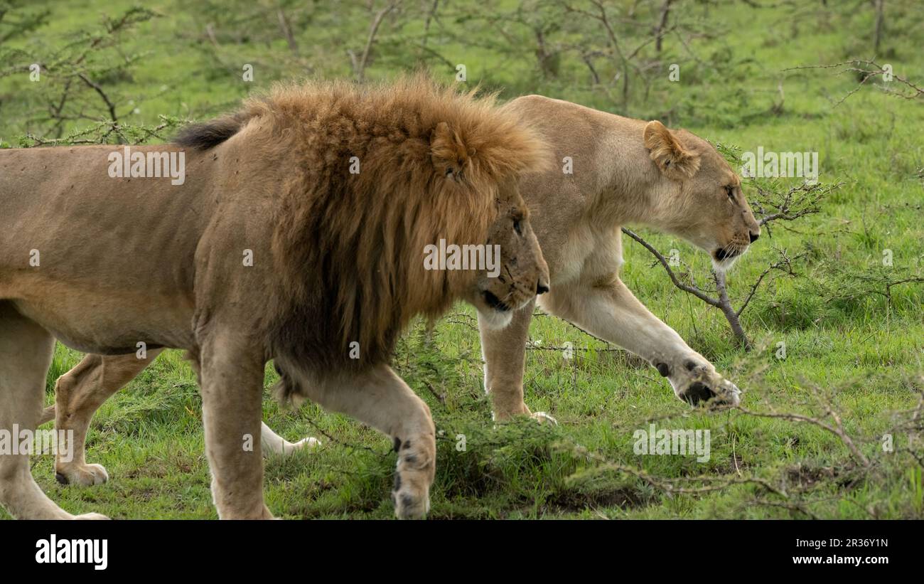 Pair of lions walking in step together, Mara North Conservancy, Maasai ...