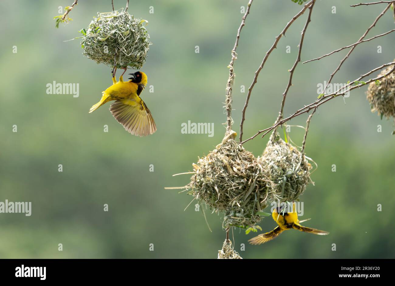 Two Northern masked weavers building their nests on the Mara River ...