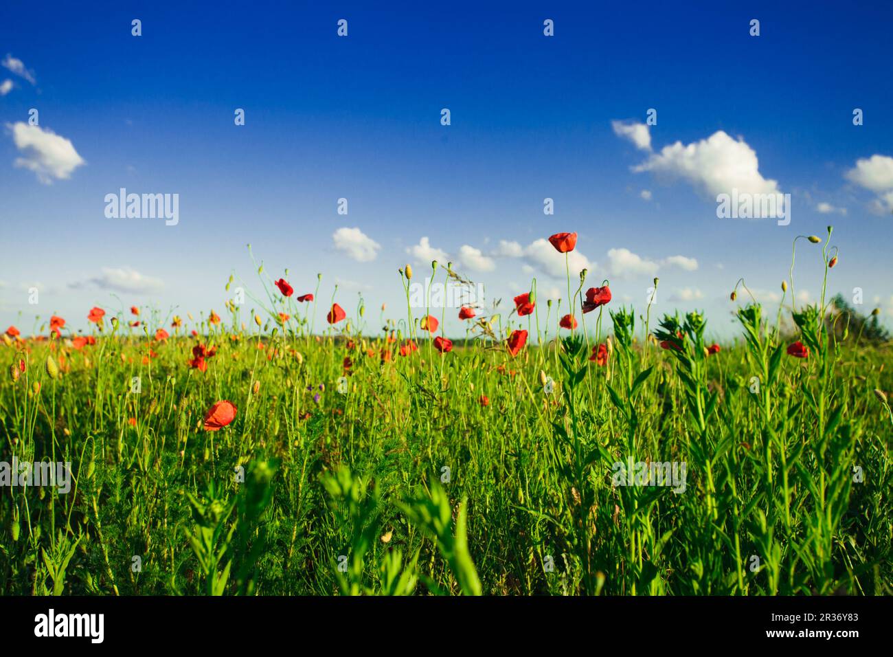 Poppies field view Stock Photo - Alamy