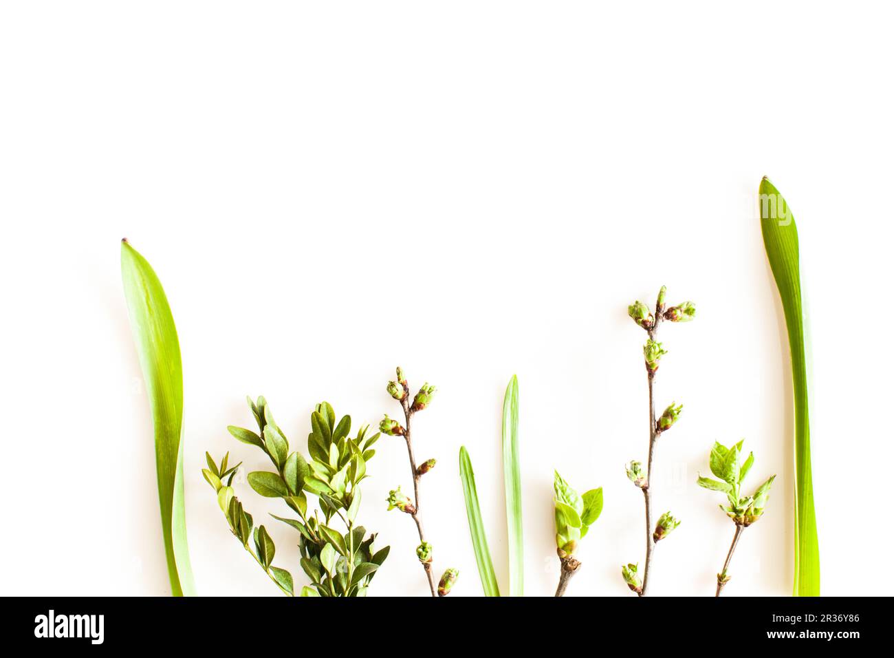 Plants development hi-res stock photography and images - Alamy