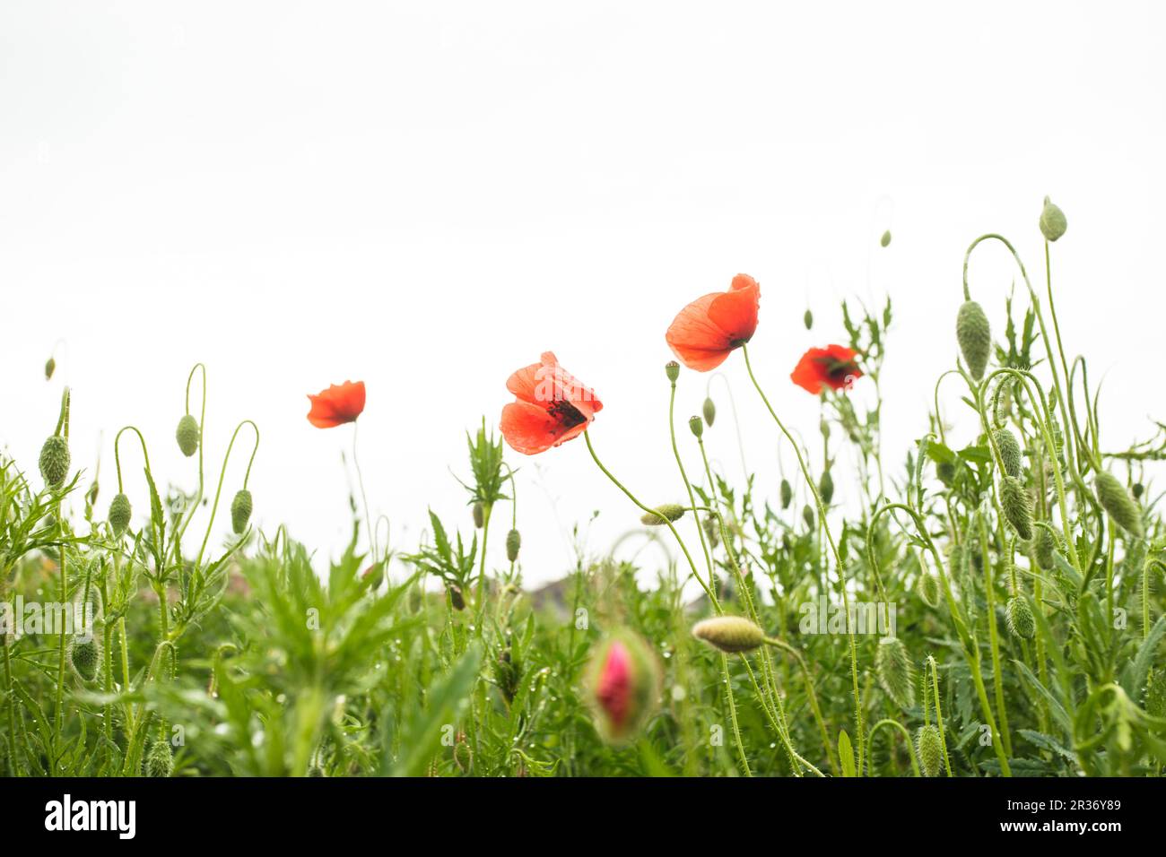 View of poppies hi-res stock photography and images - Alamy