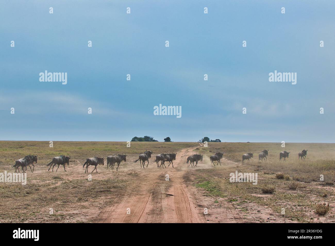 Maswa game reserve hi-res stock photography and images - Alamy