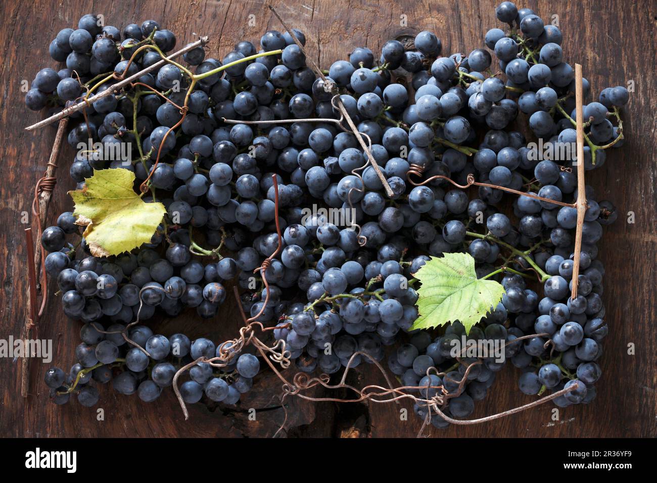 Vine plan hi-res stock photography and images - Alamy