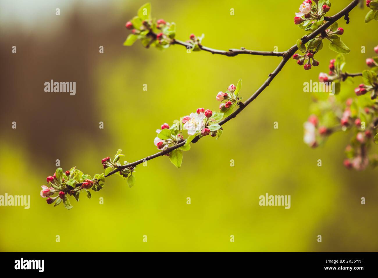 Branches of apple tree Stock Photo - Alamy