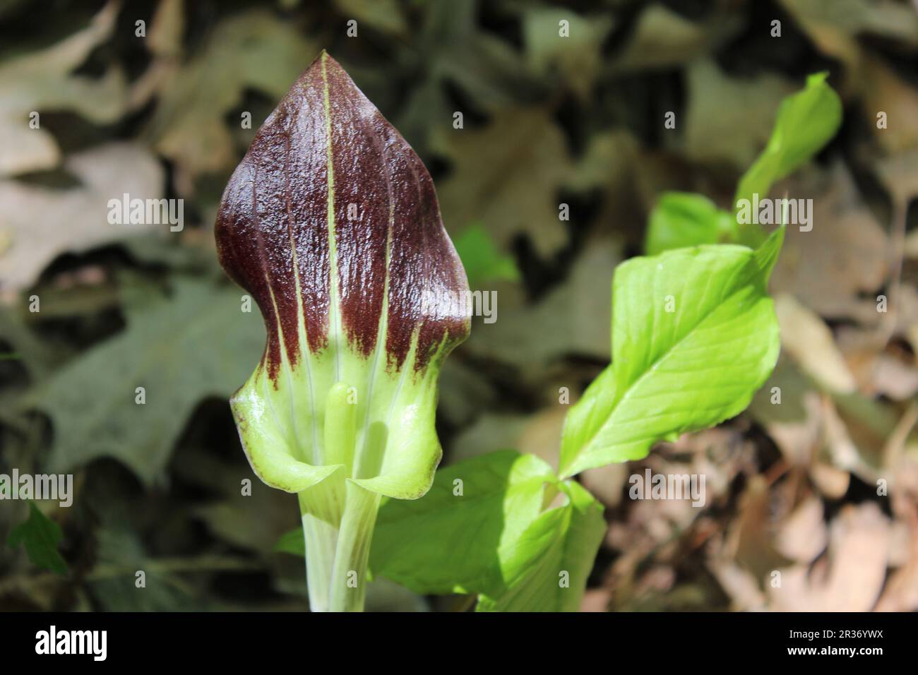 Exposed spathe of a jack-in-the-pulpit wildflower with leaves in the ...