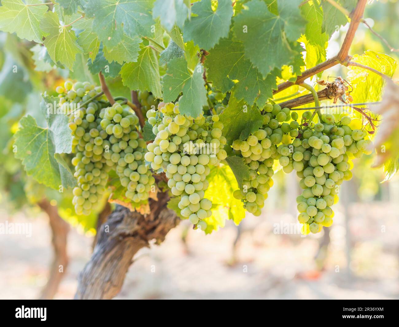 Albarino spain hi-res stock photography and images - Alamy