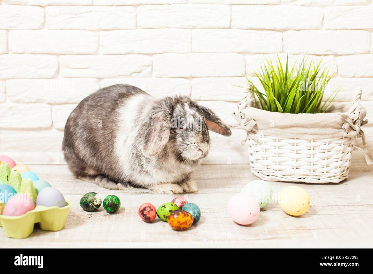 Grey white lop eared rabbit hi-res stock photography and images - Alamy