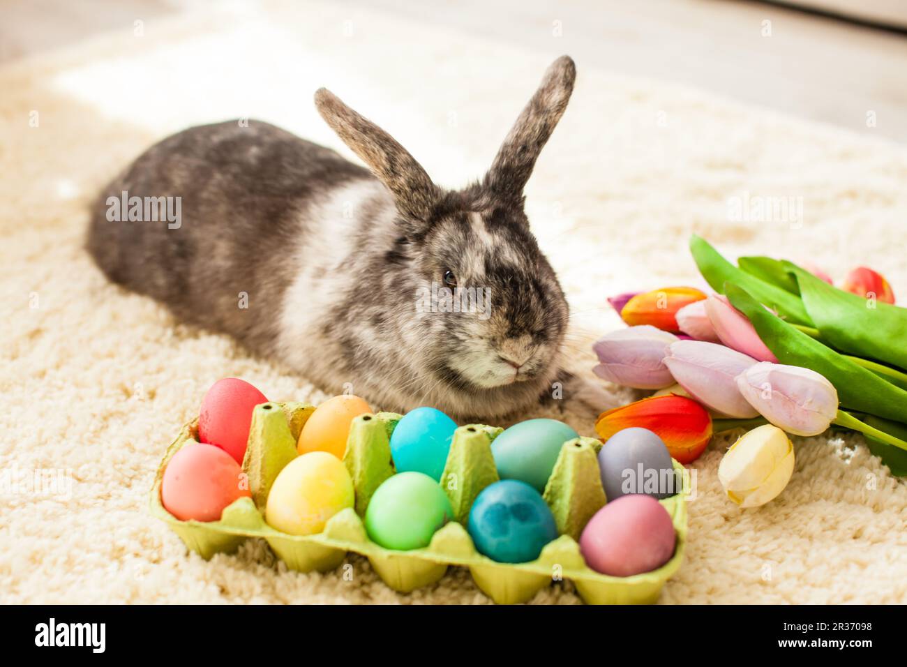 Rabbit room hi-res stock photography and images - Alamy