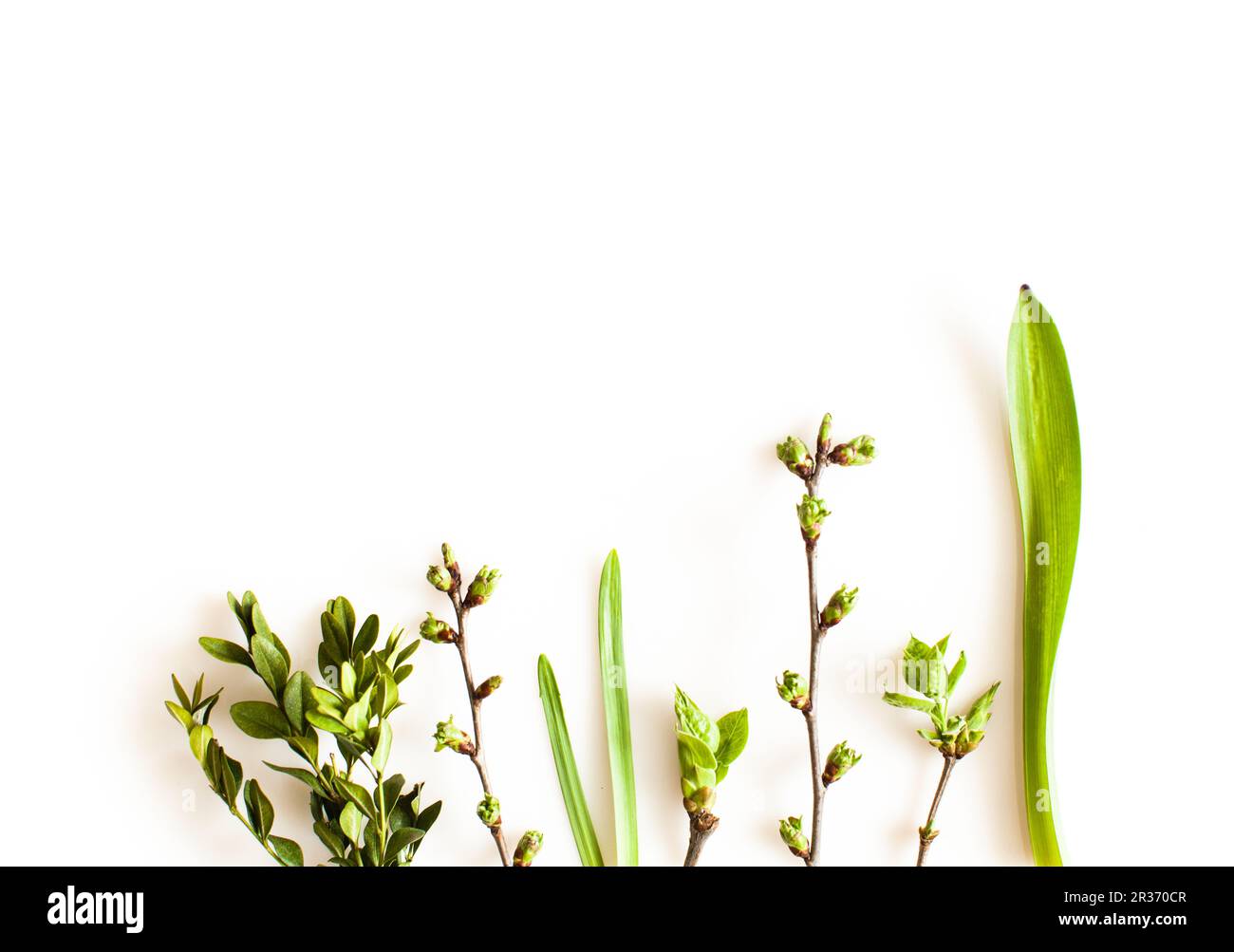 Spring greenery hi-res stock photography and images - Alamy
