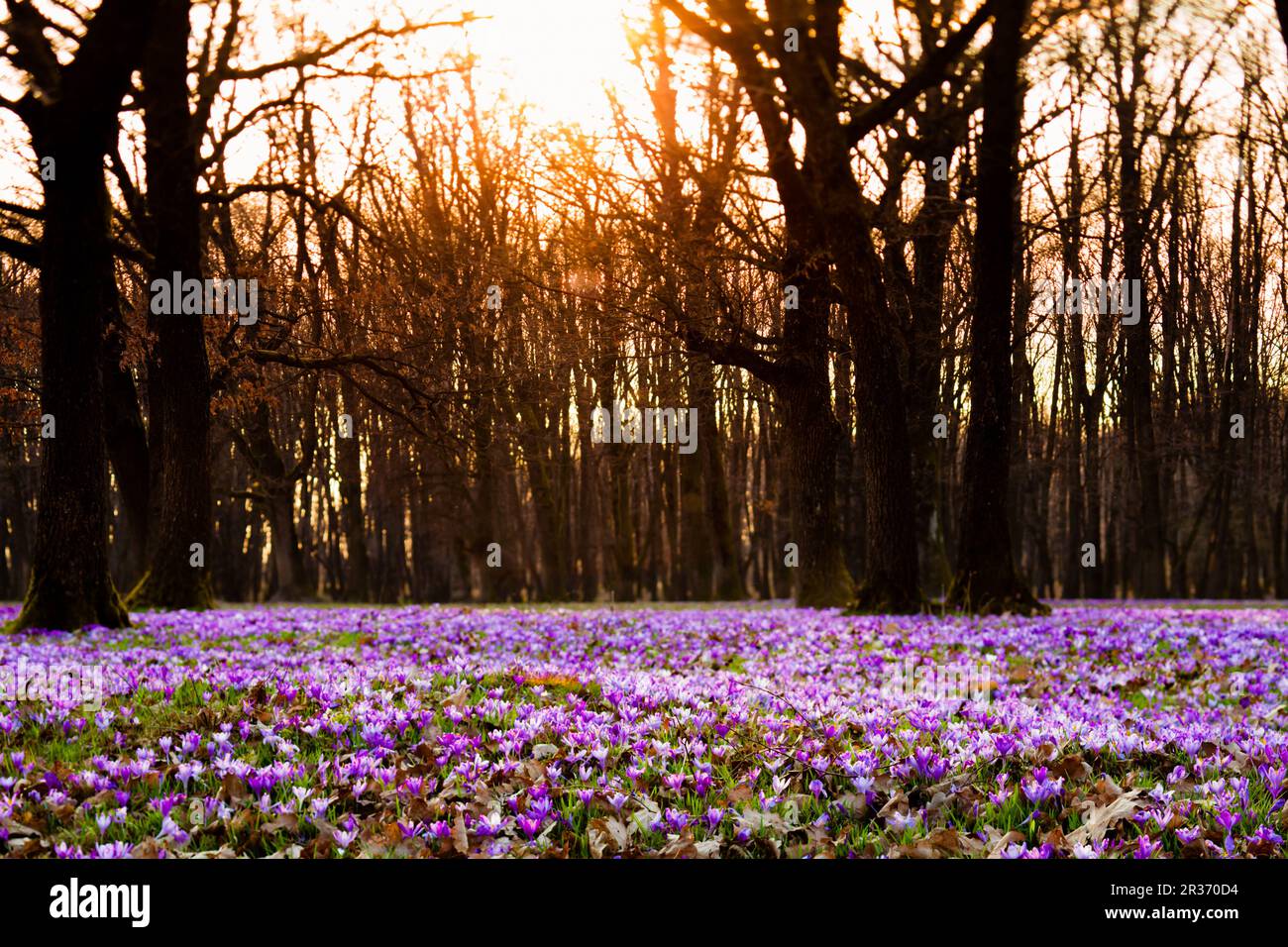 Saffron tree hi-res stock photography and images - Alamy