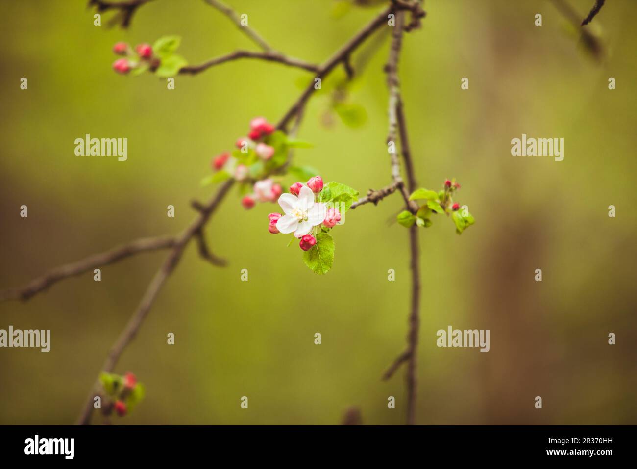 Branches of apple tree Stock Photo - Alamy