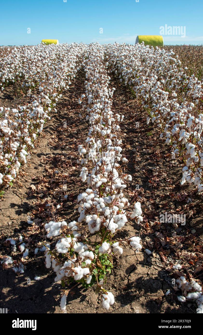 Cotton farm ready to harvest near St George ,Queensland, Australia ...