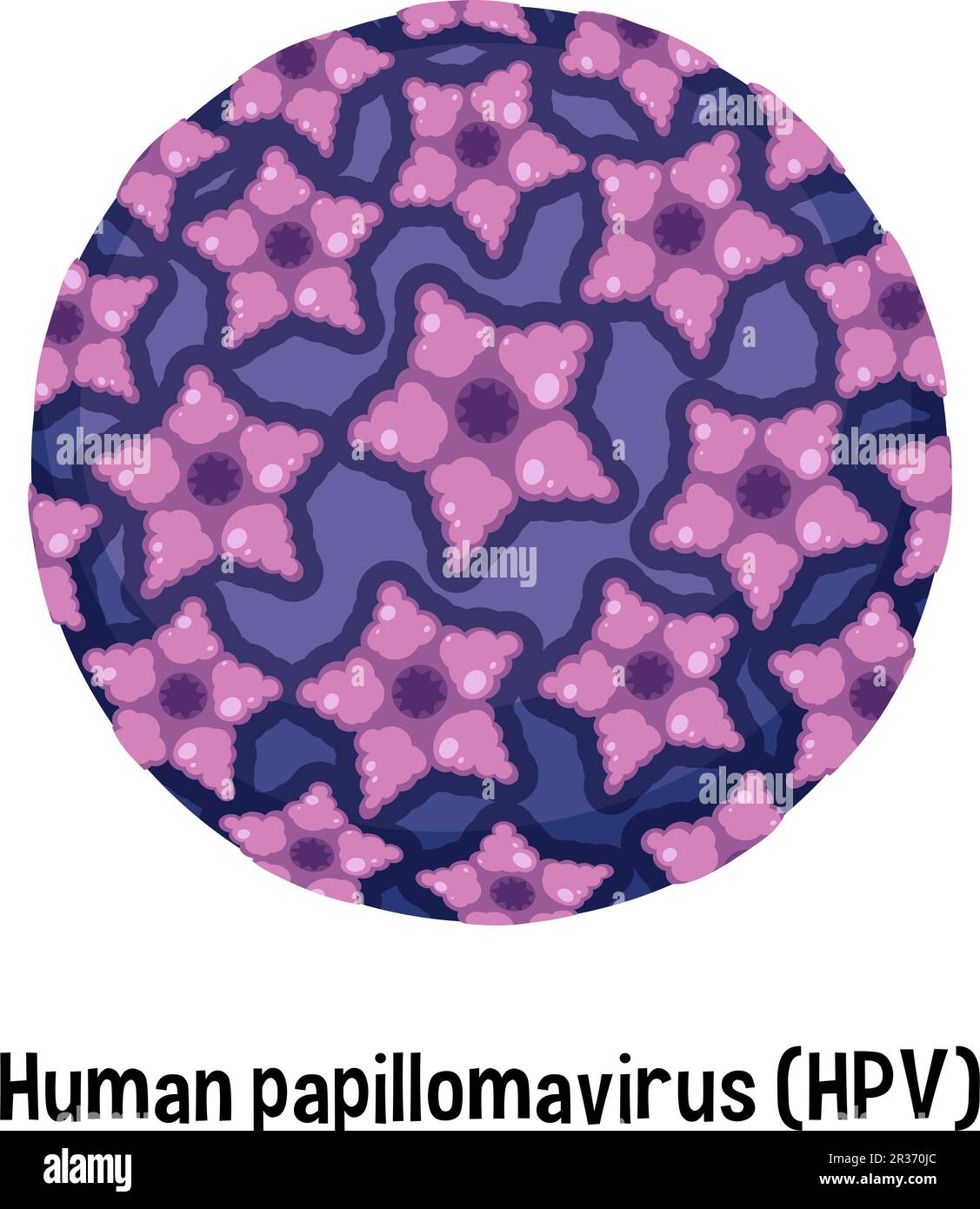 Human papillomavirus (HPV) with text illustration Stock Vector Image ...