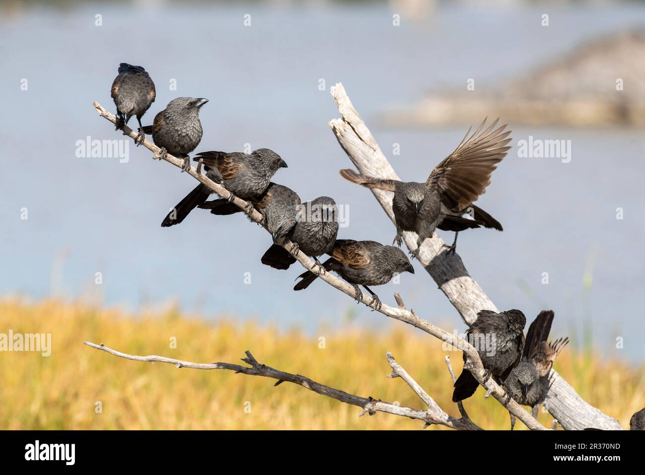 Apostle birds on the banks of Lara wetlands in Western Queensland ...
