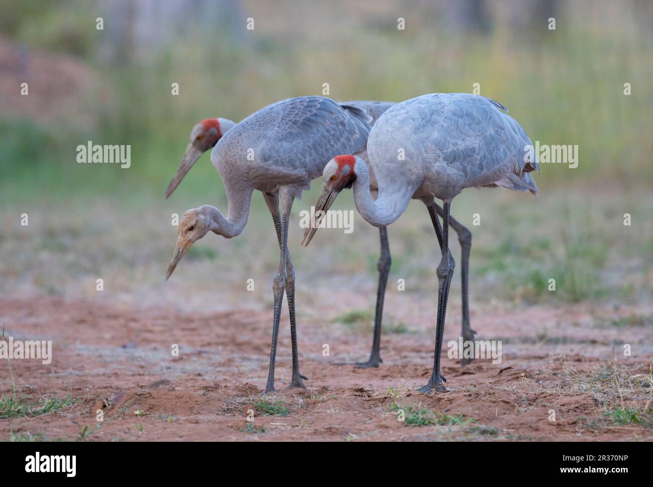 Brolga queensland australia hi-res stock photography and images - Alamy