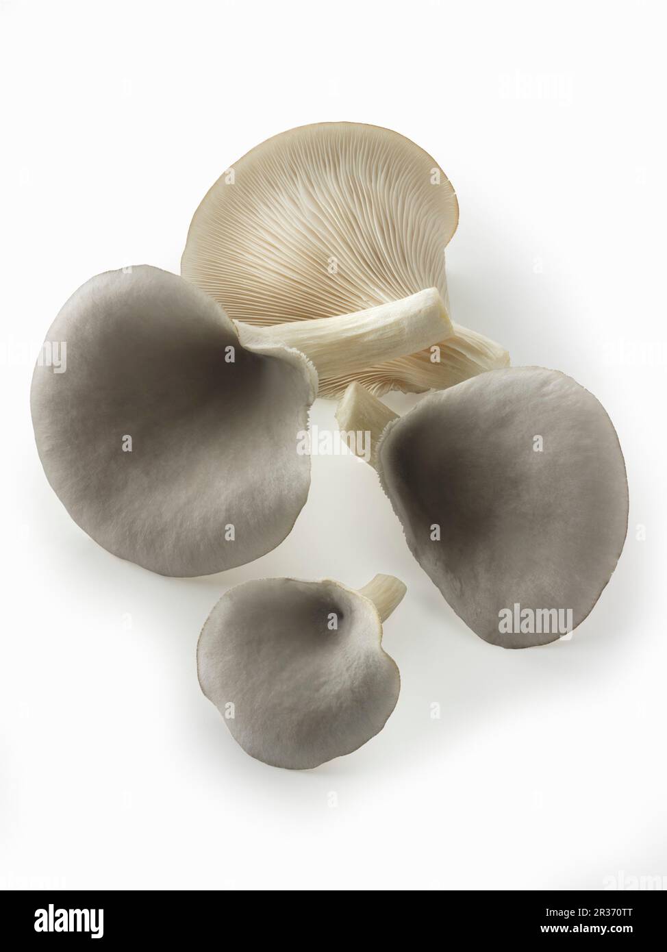 Fresh picked edible grey oyster mushrooms (Pleurotus) cut out against a ...