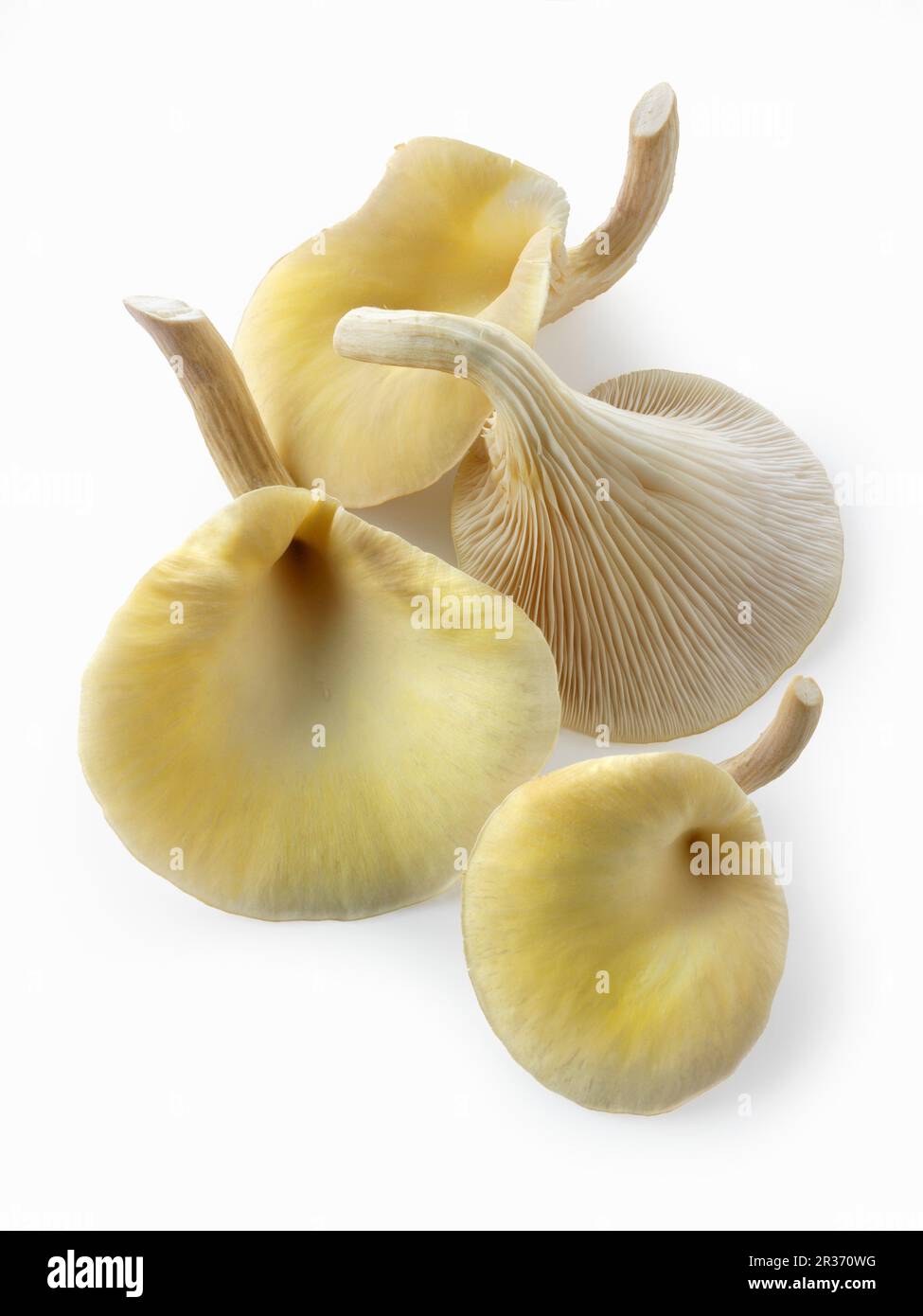 Fresh picked edible yellow or golden oyster mushrooms (Pleurotus ...