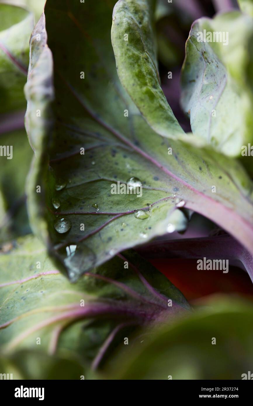 Brussel Sprout Leaves Stock Photo - Alamy Brussel Sprout Leaves Stock Photo - Alamy