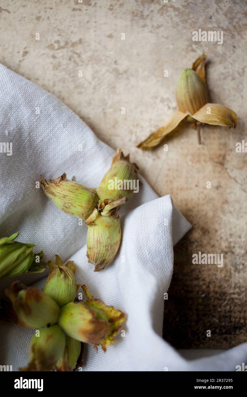 English cob hi-res stock photography and images - Alamy