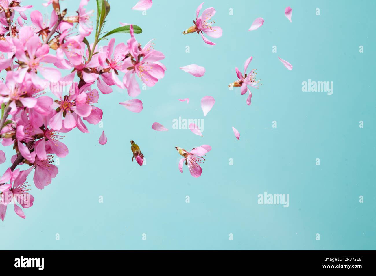 Flower color explosion hi-res stock photography and images - Alamy