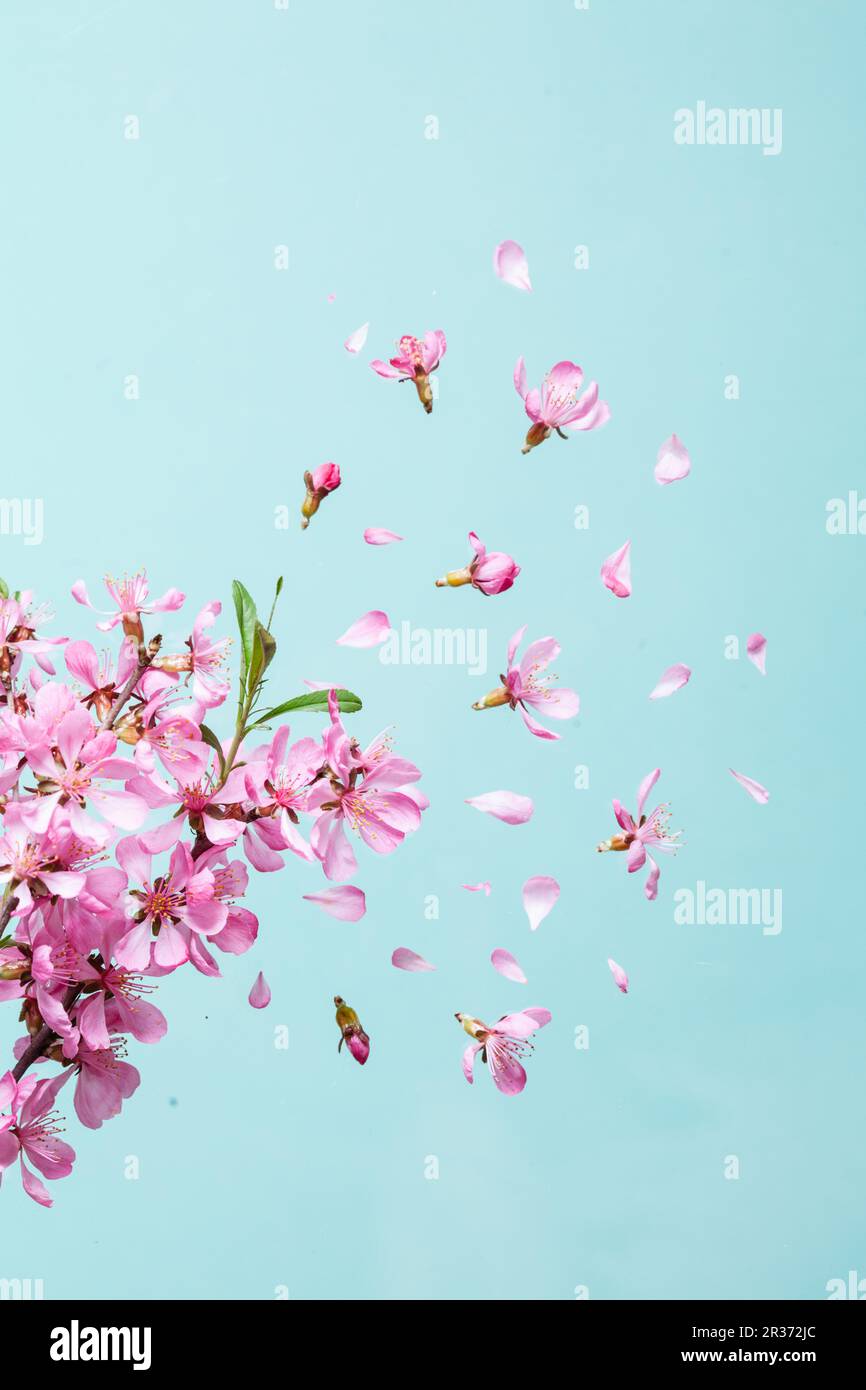 Spring blossom explosion Stock Photo - Alamy