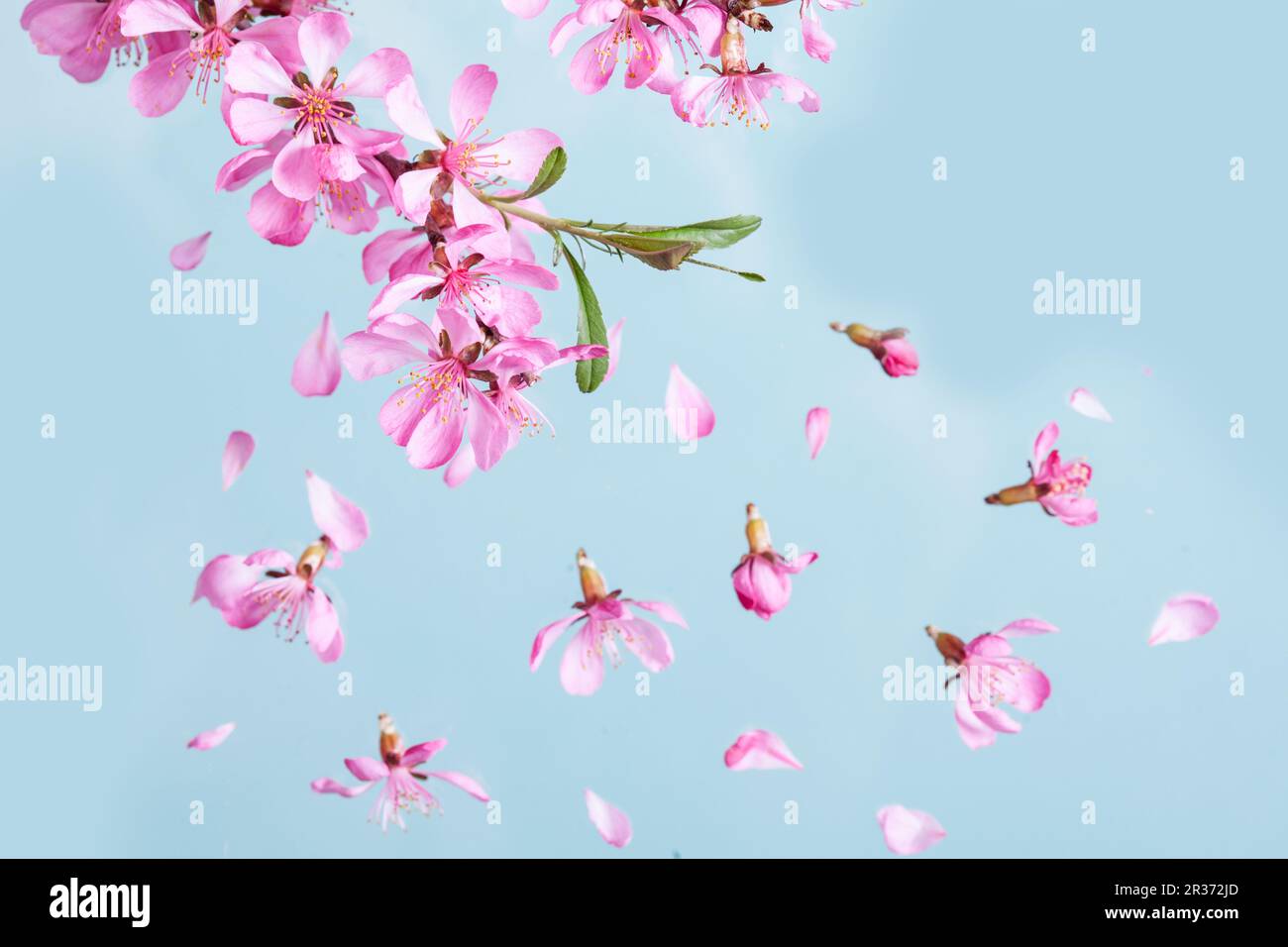 Pink explosion rose hi-res stock photography and images - Alamy