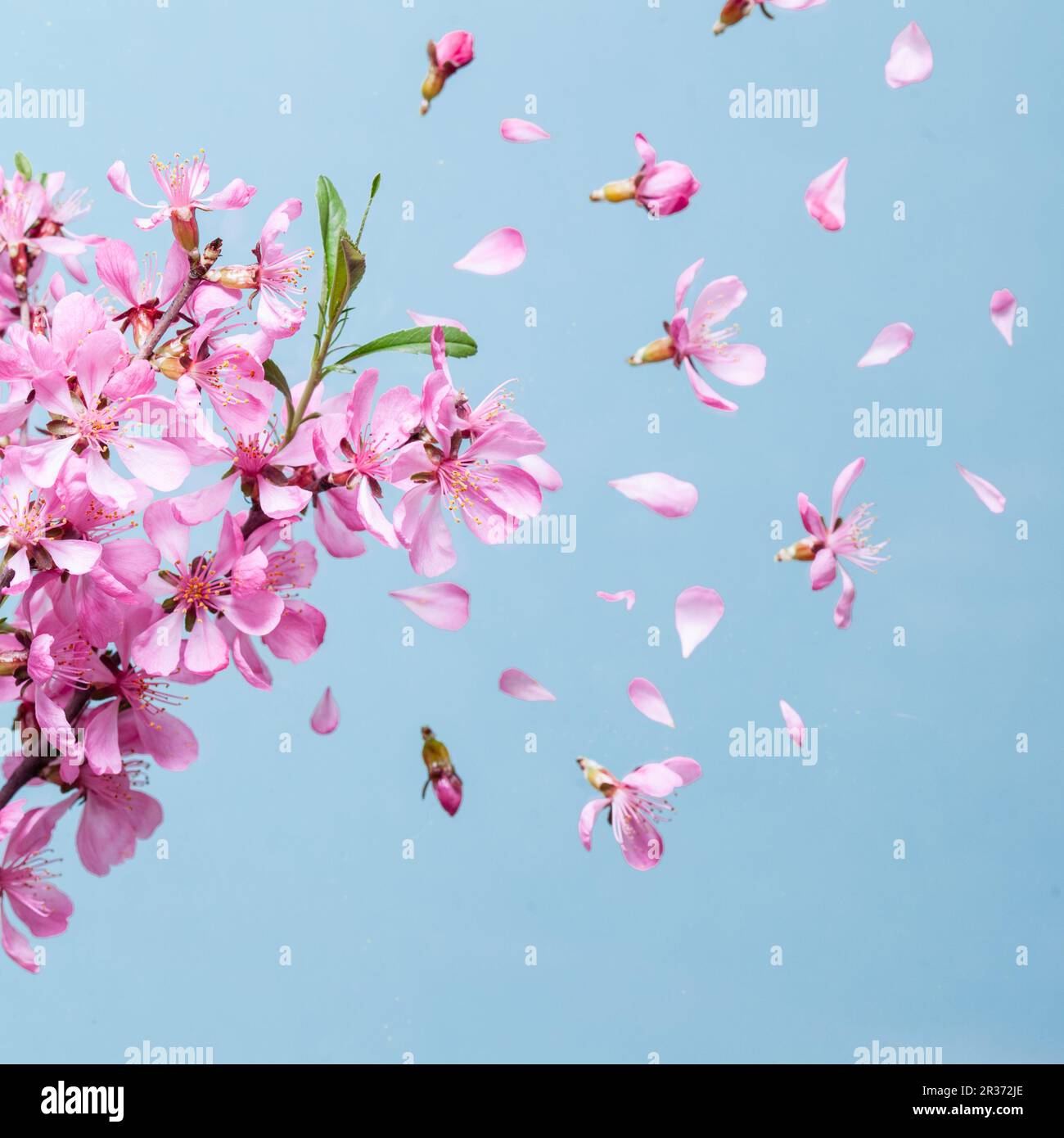 Spring blossom explosion Stock Photo - Alamy