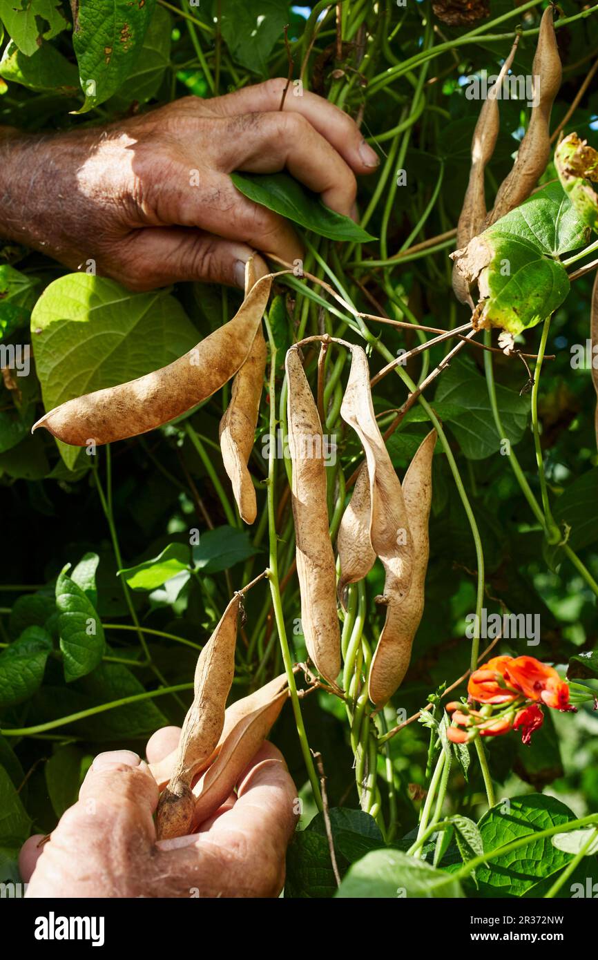 Scarlet runner beans hi-res stock photography and images - Alamy