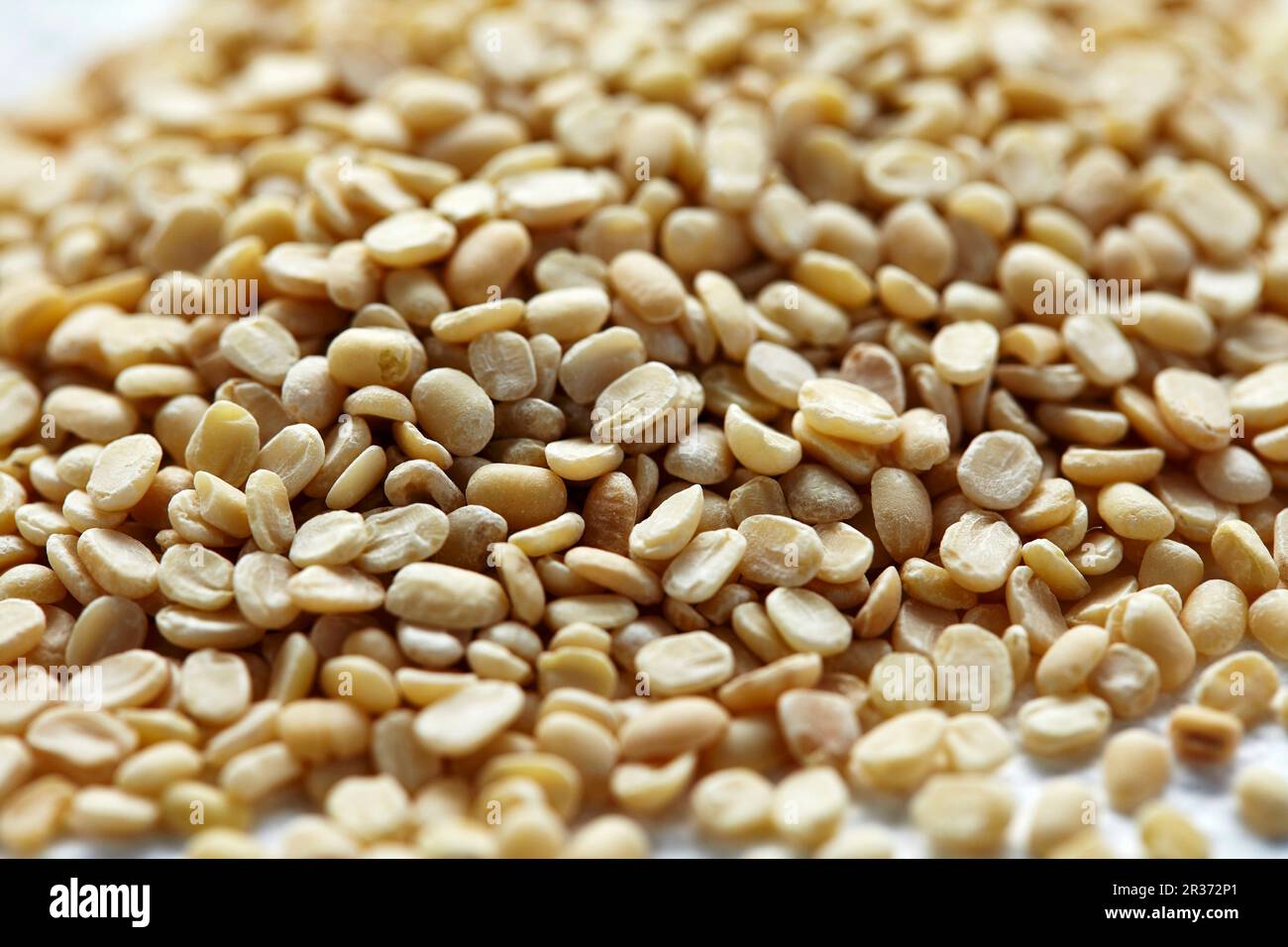 Hulled urad dal Indian lentils (Vigna mungo Stock Photo - Alamy