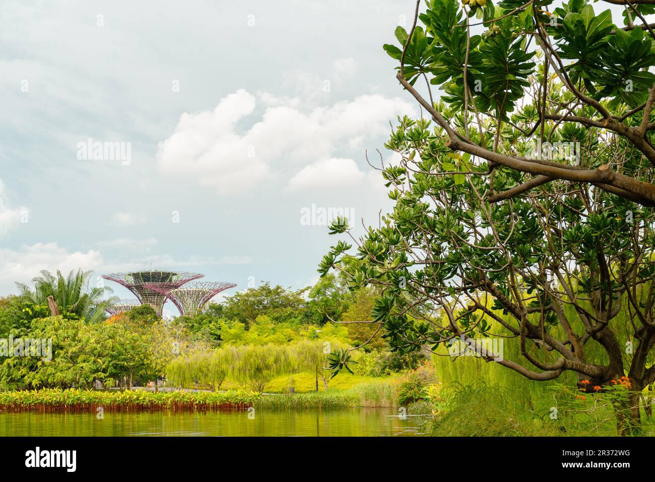 Gardens by the Bay Dragonfly Lake and Supertree Grove in Singapore ...