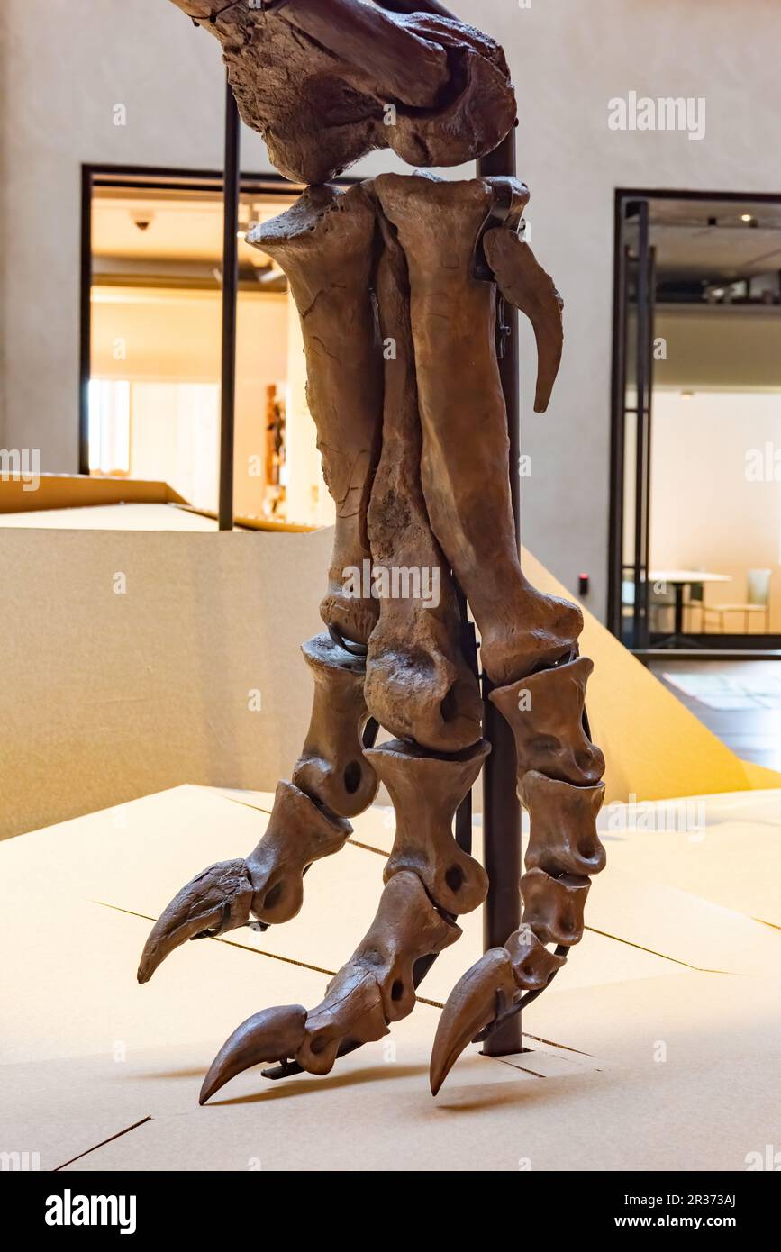 Foot of T Rex Dinosaur skeleton Barbara on display at the Auckland War ...