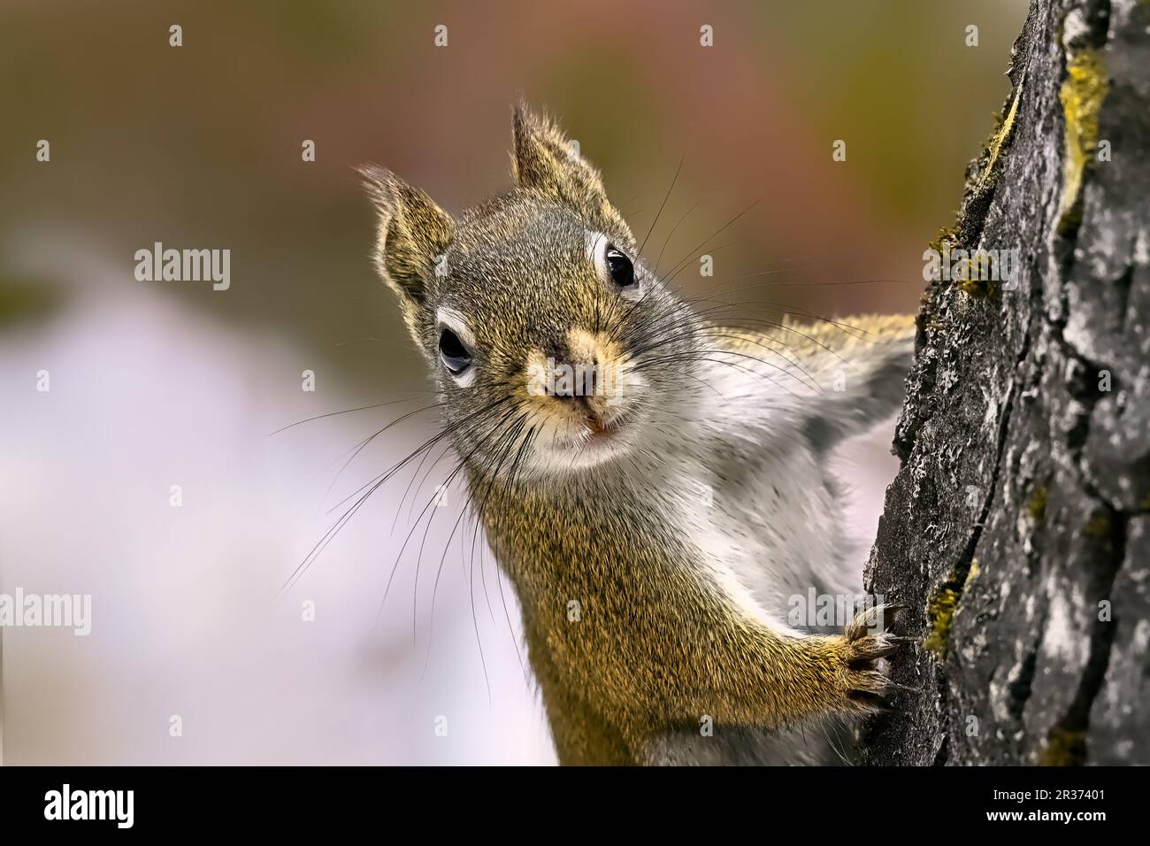 A red squirrel "Tamiasciurus hudsonicus", on a tree trunk ready to dash ...