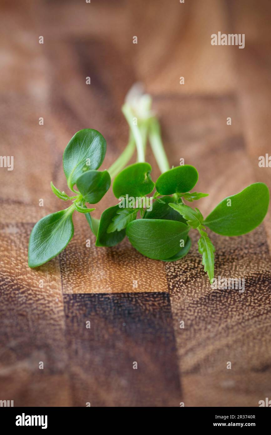 Tahoon cress hi-res stock photography and images - Alamy