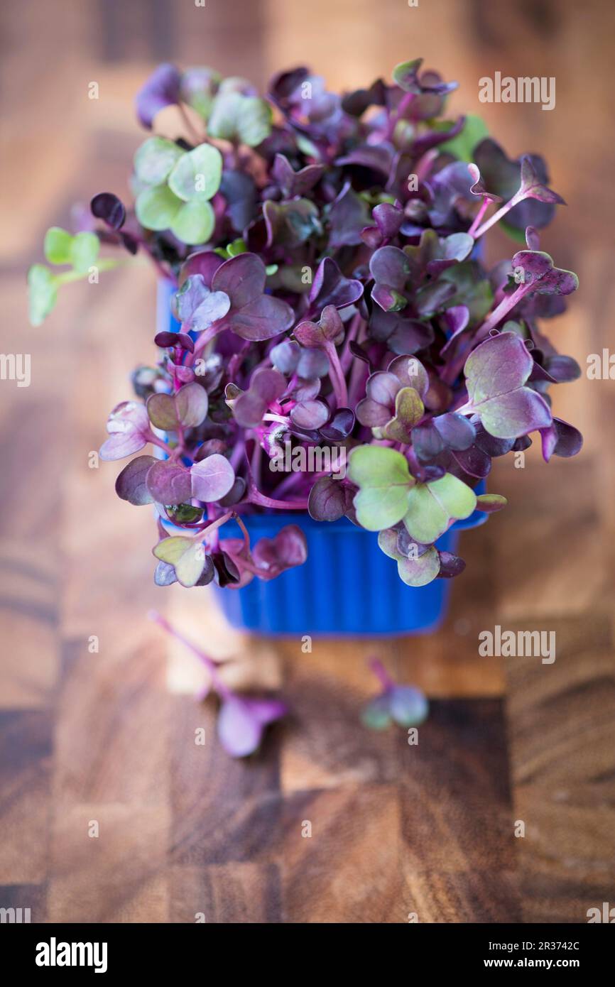 A box of Sakura cress Stock Photo - Alamy